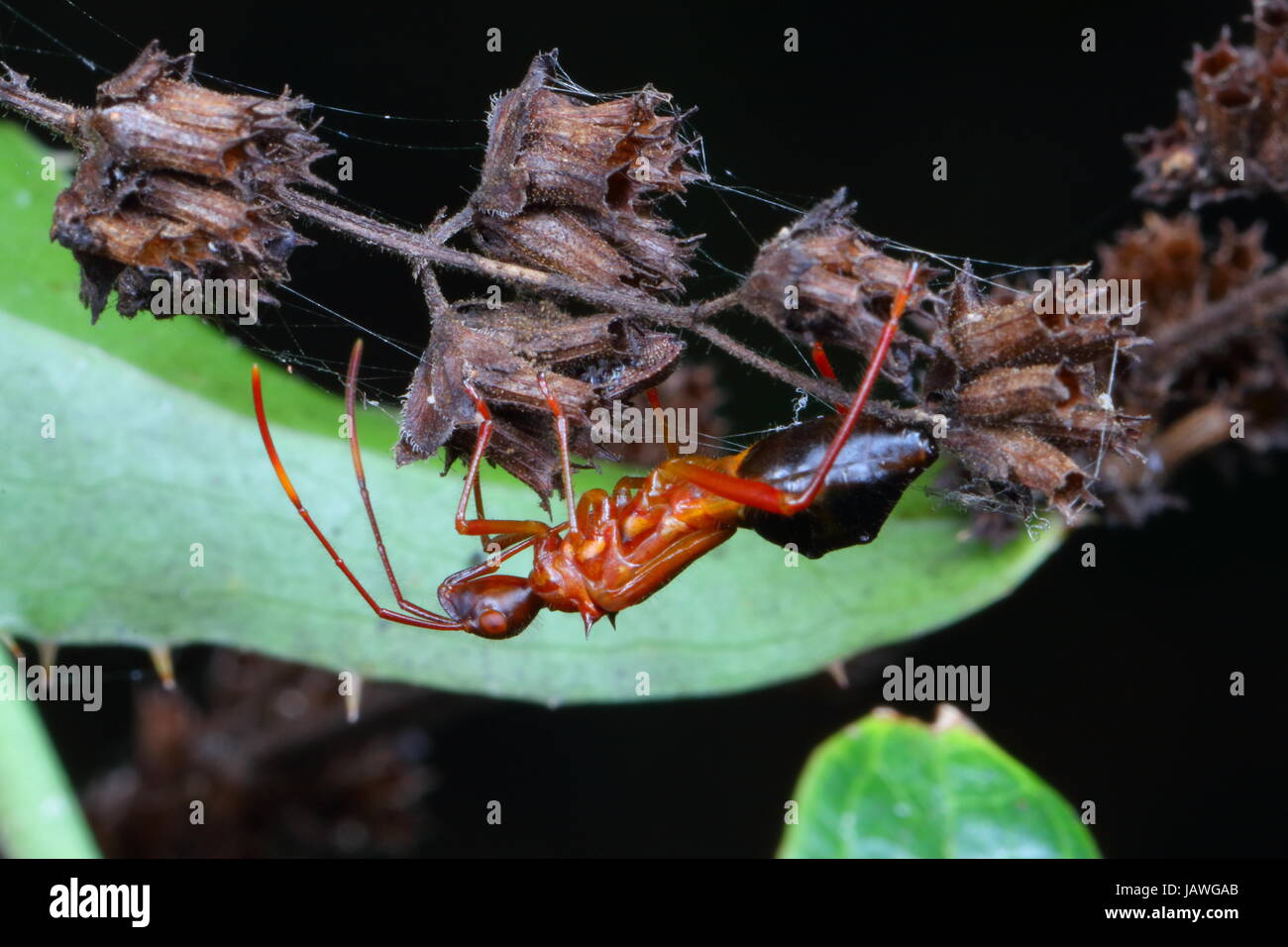 Stem To Bow High Resolution Stock Photography and Images - Alamy