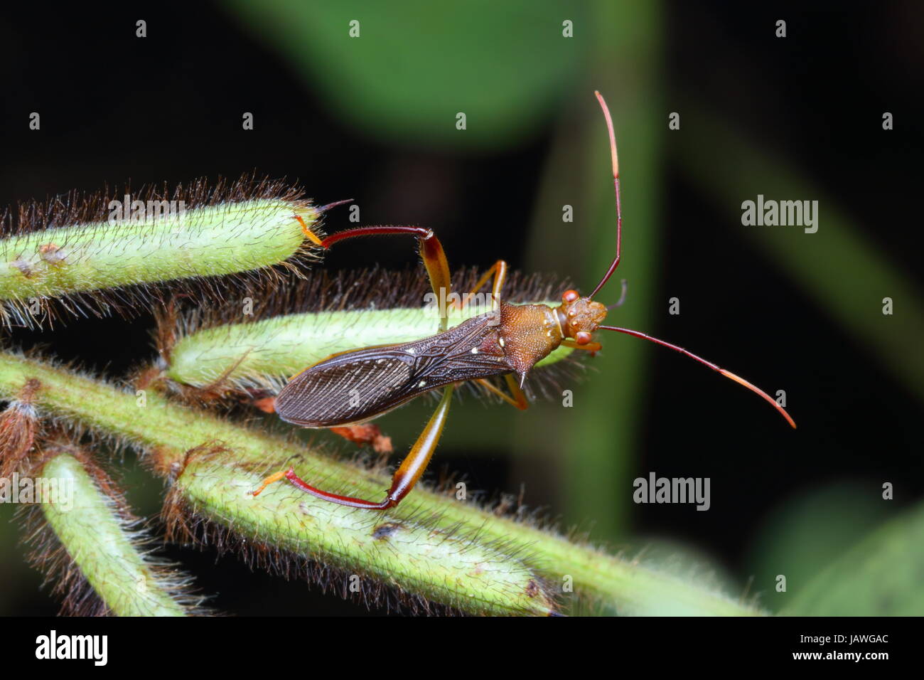 A bow-legged bug, Hyalymenus longispinus, crawling on a plant stem ...