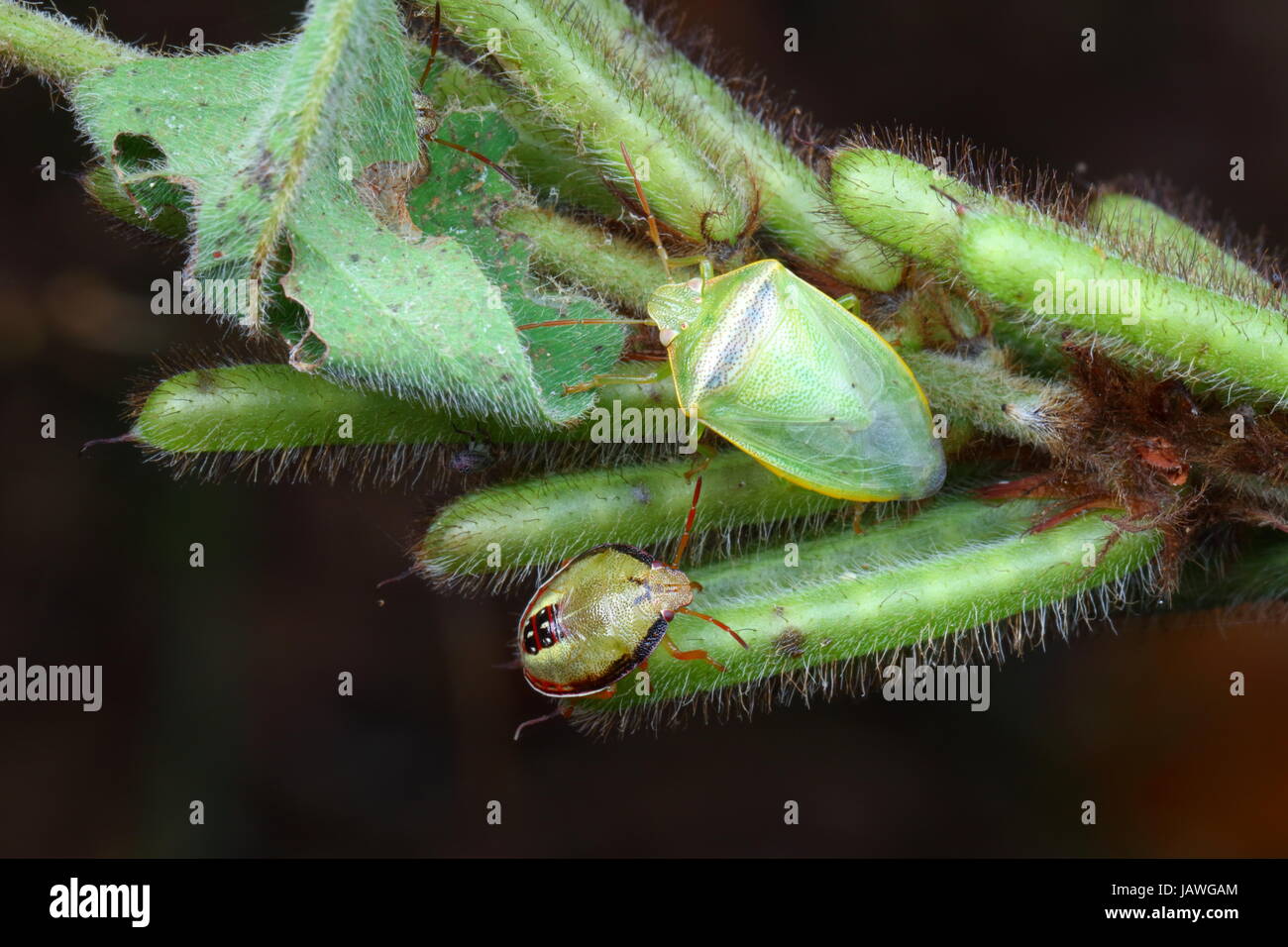 Horizontal bug bugs hi-res stock photography and images - Alamy