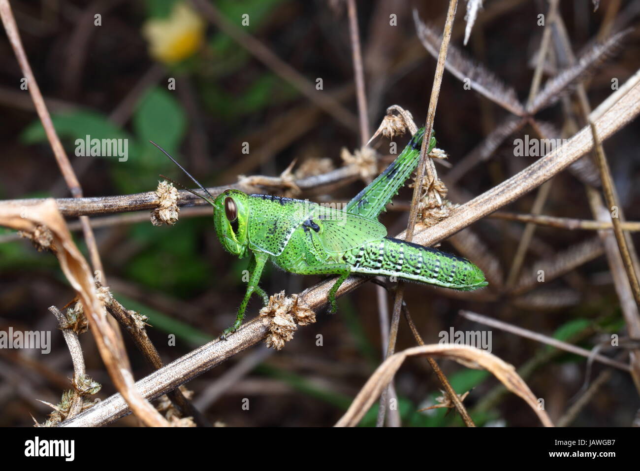 American grasshopper hi-res stock photography and images - Alamy