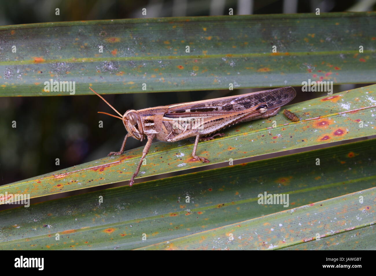 American grasshopper hi-res stock photography and images - Alamy