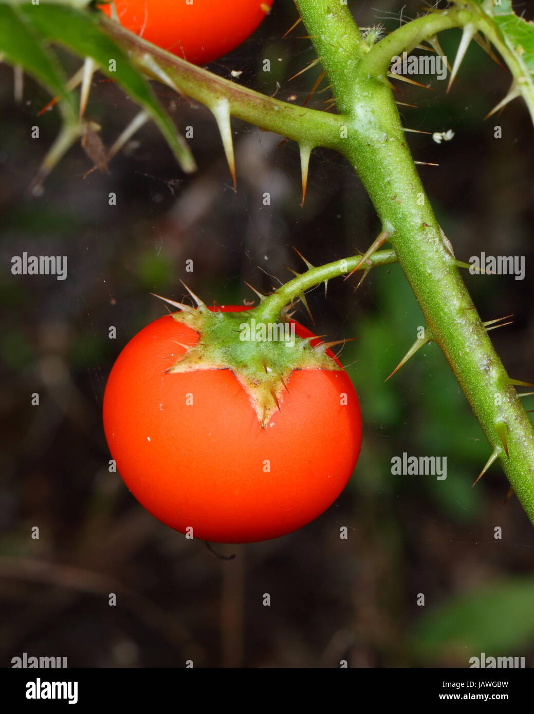 A tropical soda apple, Solanum viarm Stock Photo - Alamy