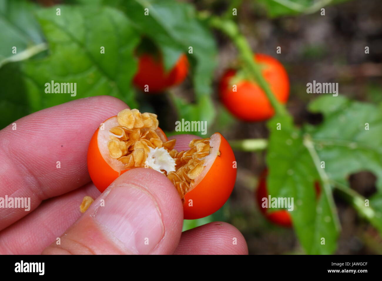 A tropical soda apple, Solanum viarm Stock Photo - Alamy
