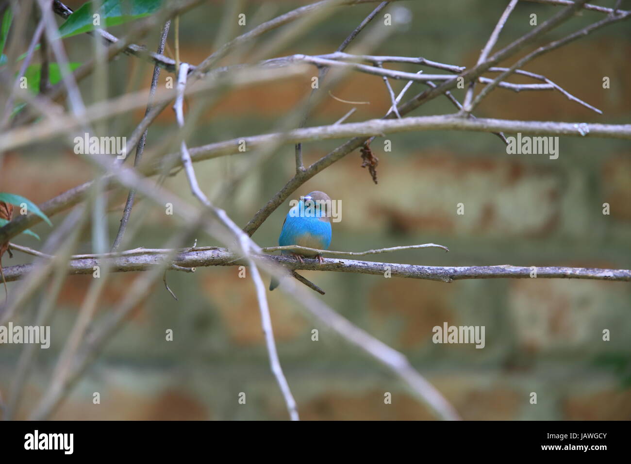 Blue waxbill (Uraeginthus angolensis) in Zambia Stock Photo - Alamy