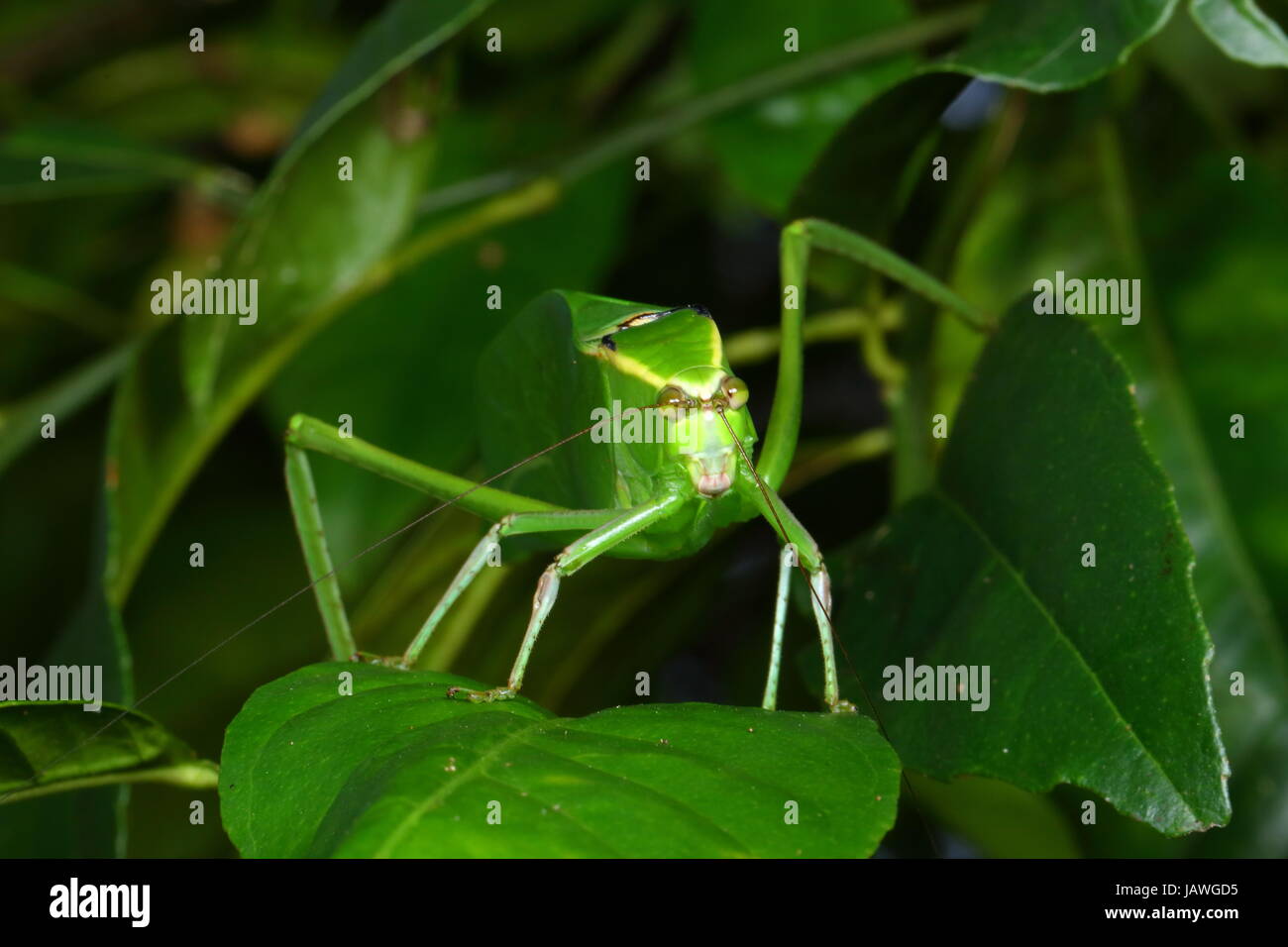 Giant Malaysian Katydid