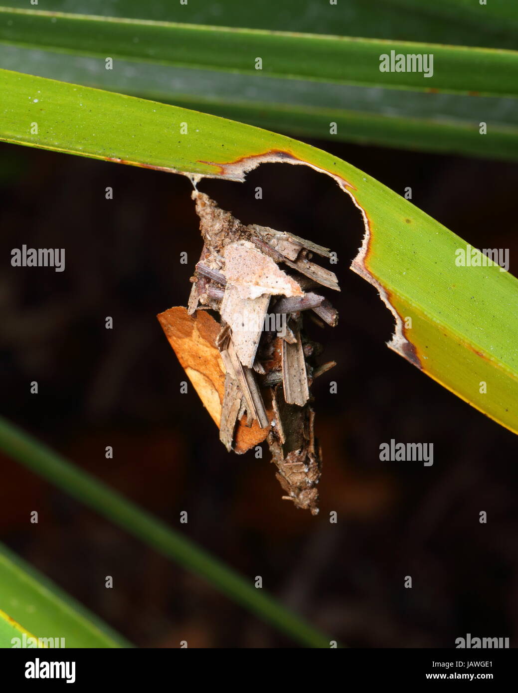 Insect casing hi-res stock photography and images - Alamy