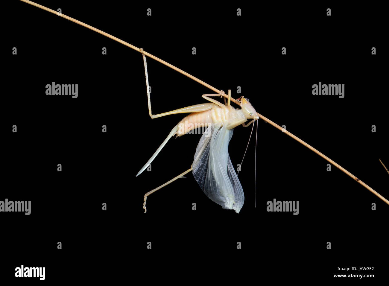 Cone head hi-res stock photography and images - Alamy