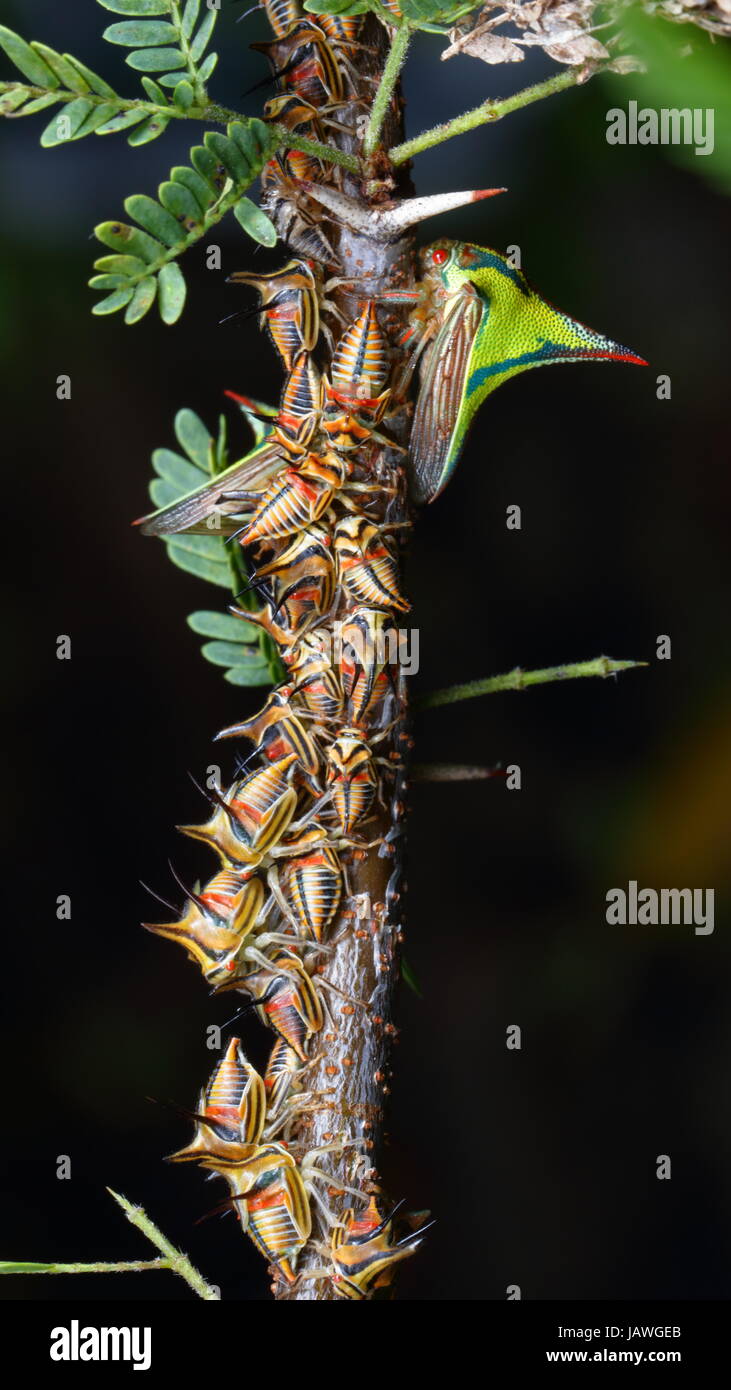Thorn bugs hi-res stock photography and images - Alamy