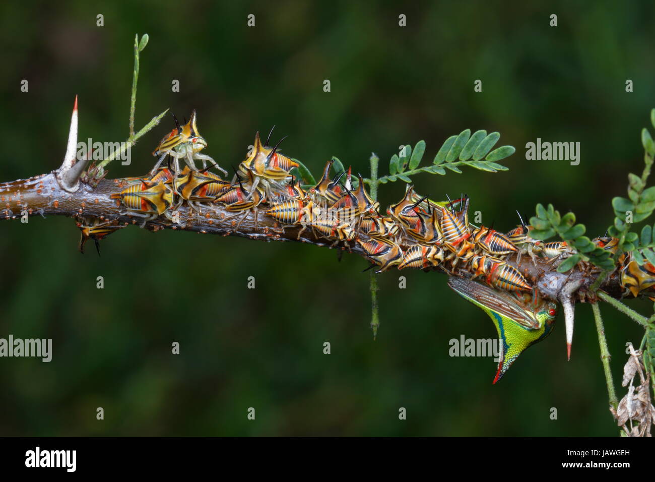 Umbonia Crassicornis