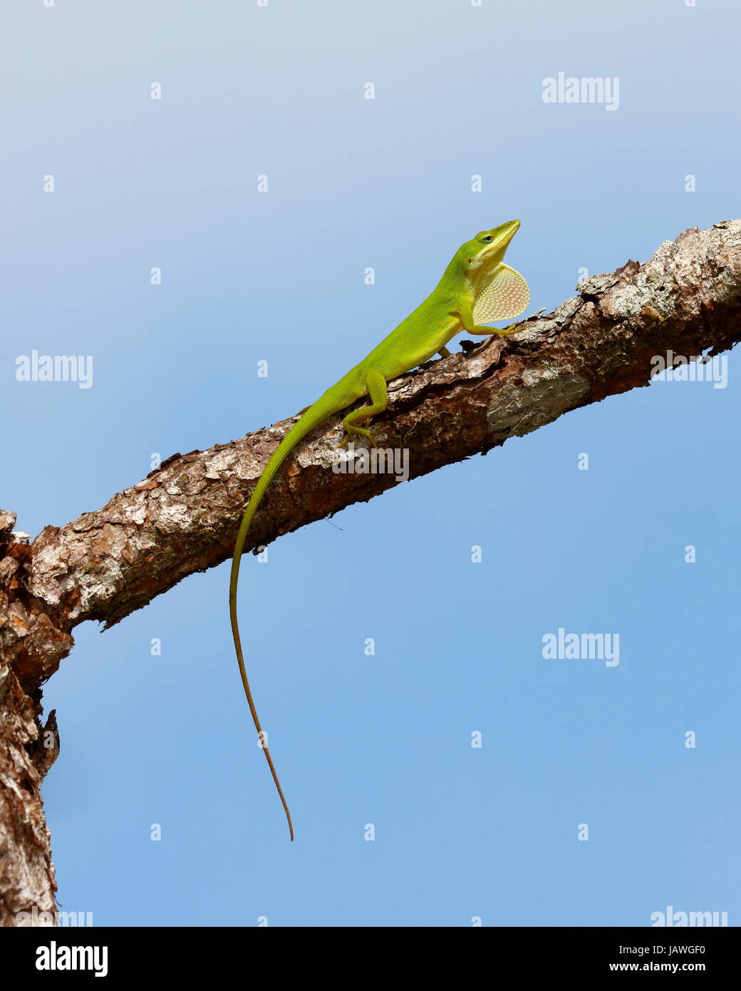 A green anole, Anolis carolinensis, resting on a tree branch Stock ...