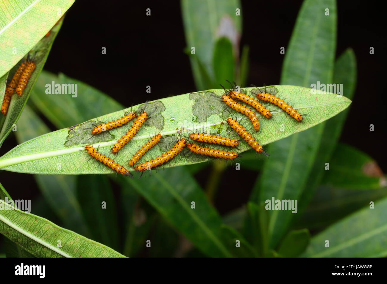 Orange and black moth hi-res stock photography and images - Alamy