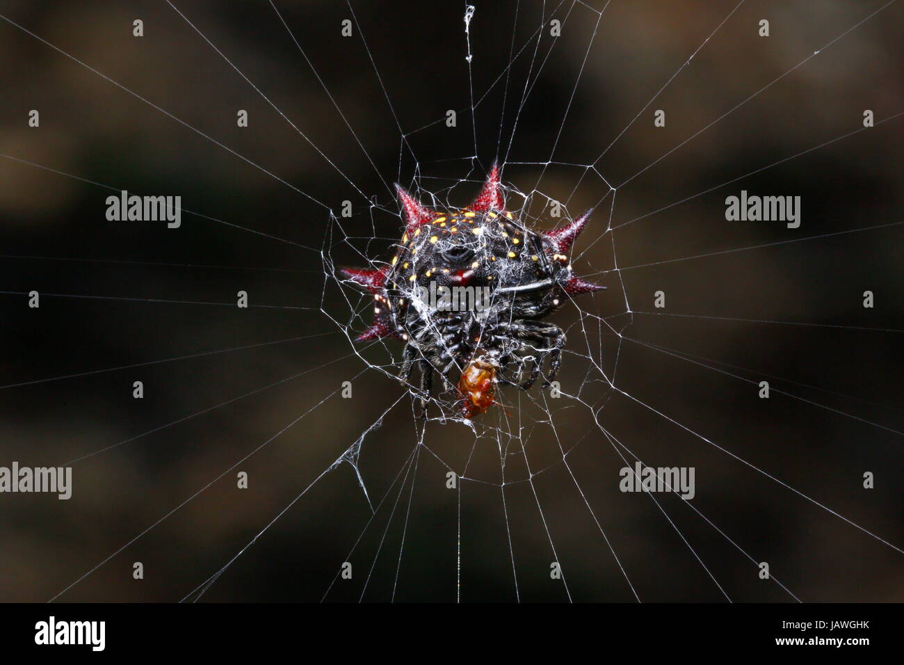 A spiny orb weaver spider, Gasteracantha cancriformis, on a web Stock ...