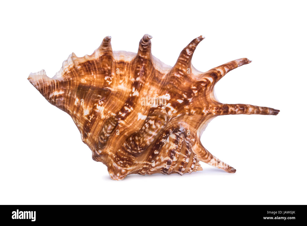 Big beautiful seashell isolated on white background Stock Photo - Alamy