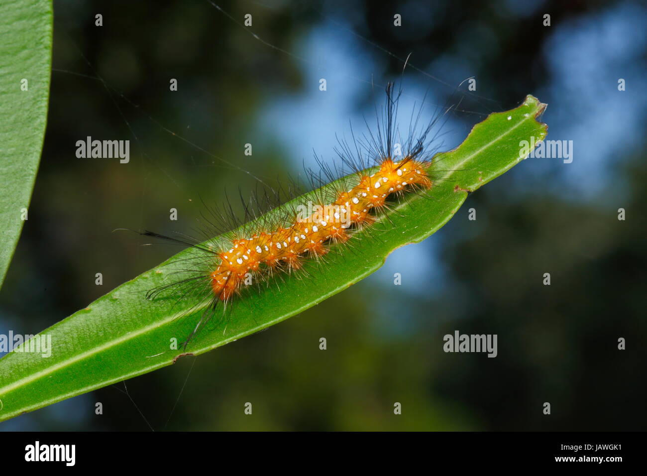 Spotted oleander moth hi-res stock photography and images - Alamy