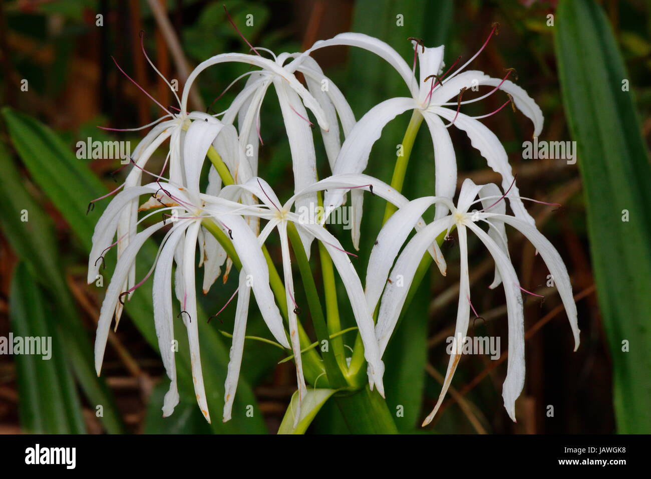 American crinium, Crinium amercanus Stock Photo - Alamy