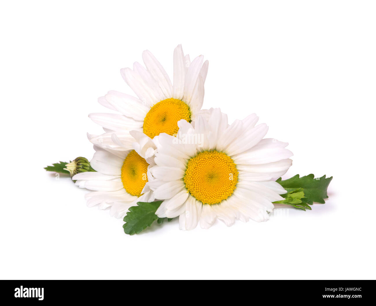 Three big daisies camomile isolated on white background. Group of ...