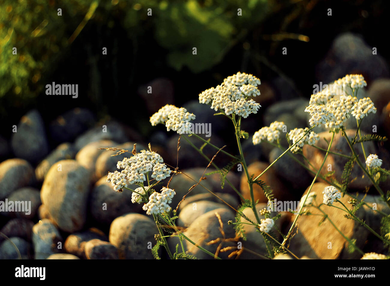 Golden yarrow hi-res stock photography and images - Alamy