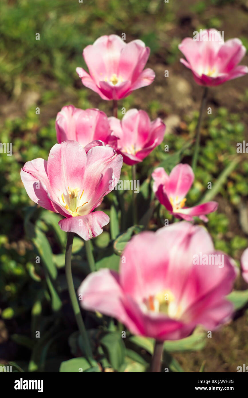Pink tulips in spring Stock Photo - Alamy