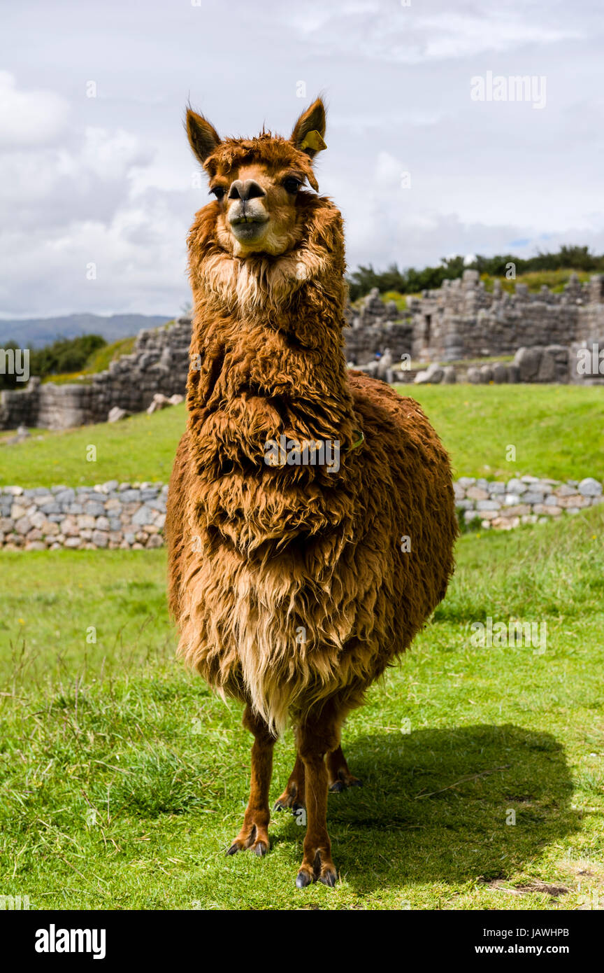 The soft wool of a Lama in the ancient ruins of an Inca citadel Stock ...