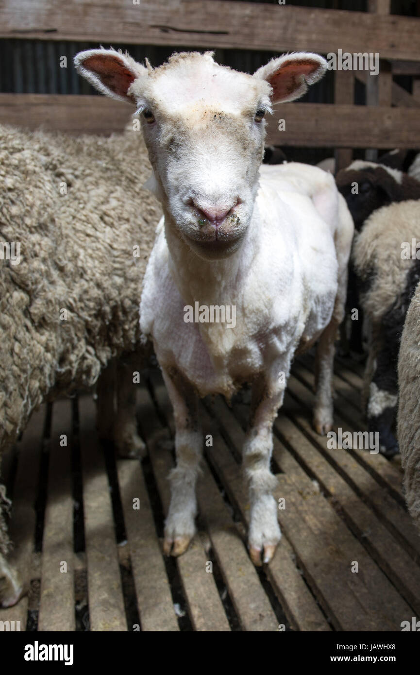 Woolly sheep hi-res stock photography and images - Alamy