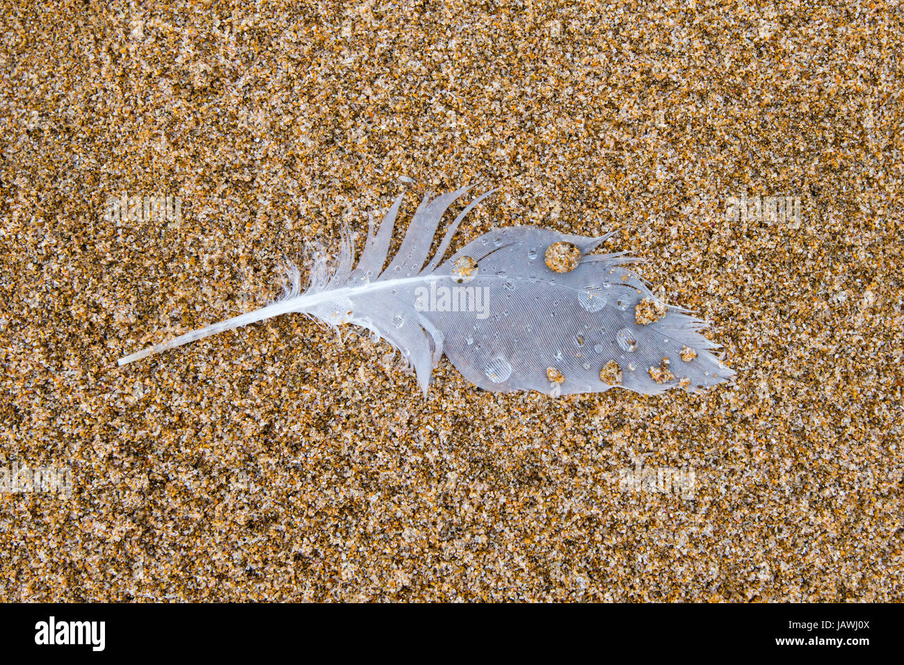 Raindrops on a Silver Gull feather on the beach Stock Photo - Alamy