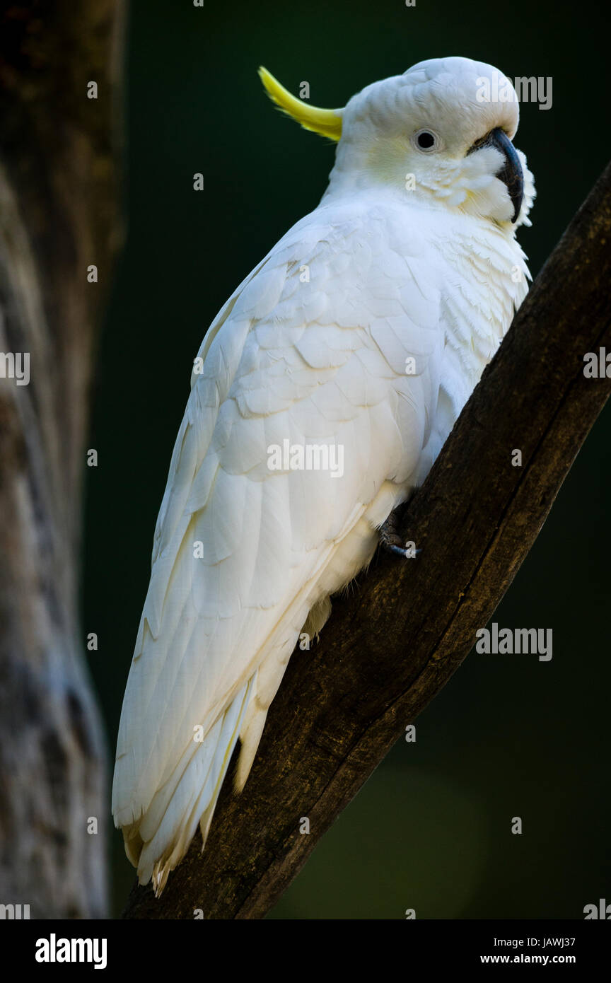 A Sulphur-crested Cockatoo roosting on a tree branch Stock Photo - Alamy