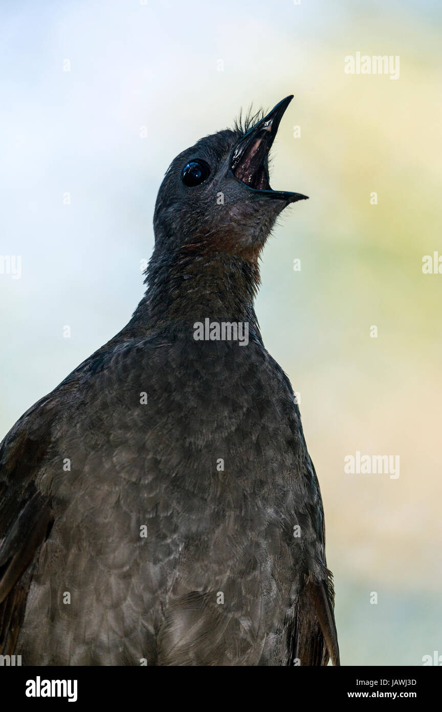 Lyrebird environment hi-res stock photography and images - Alamy