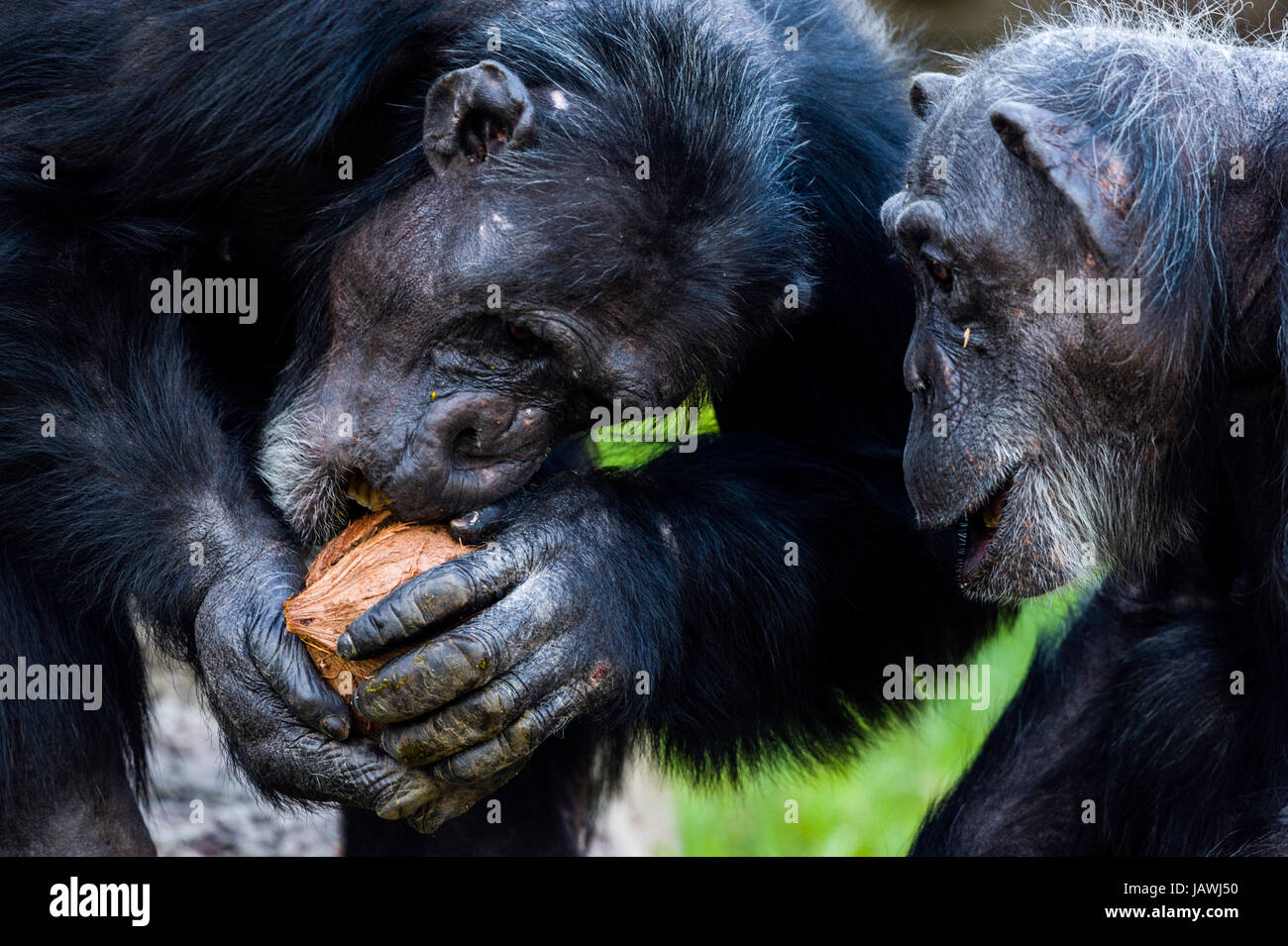Chimpanzee taronga zoo australia hi-res stock photography and images ...