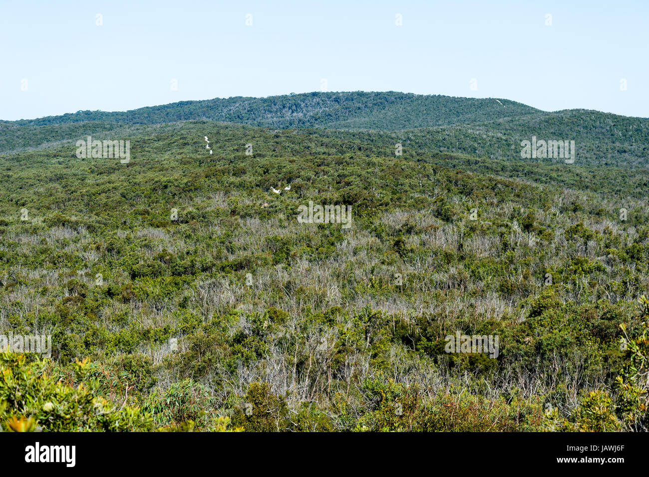 A view of the Wallum flora-rich shrubland and heathland Stock Photo - Alamy