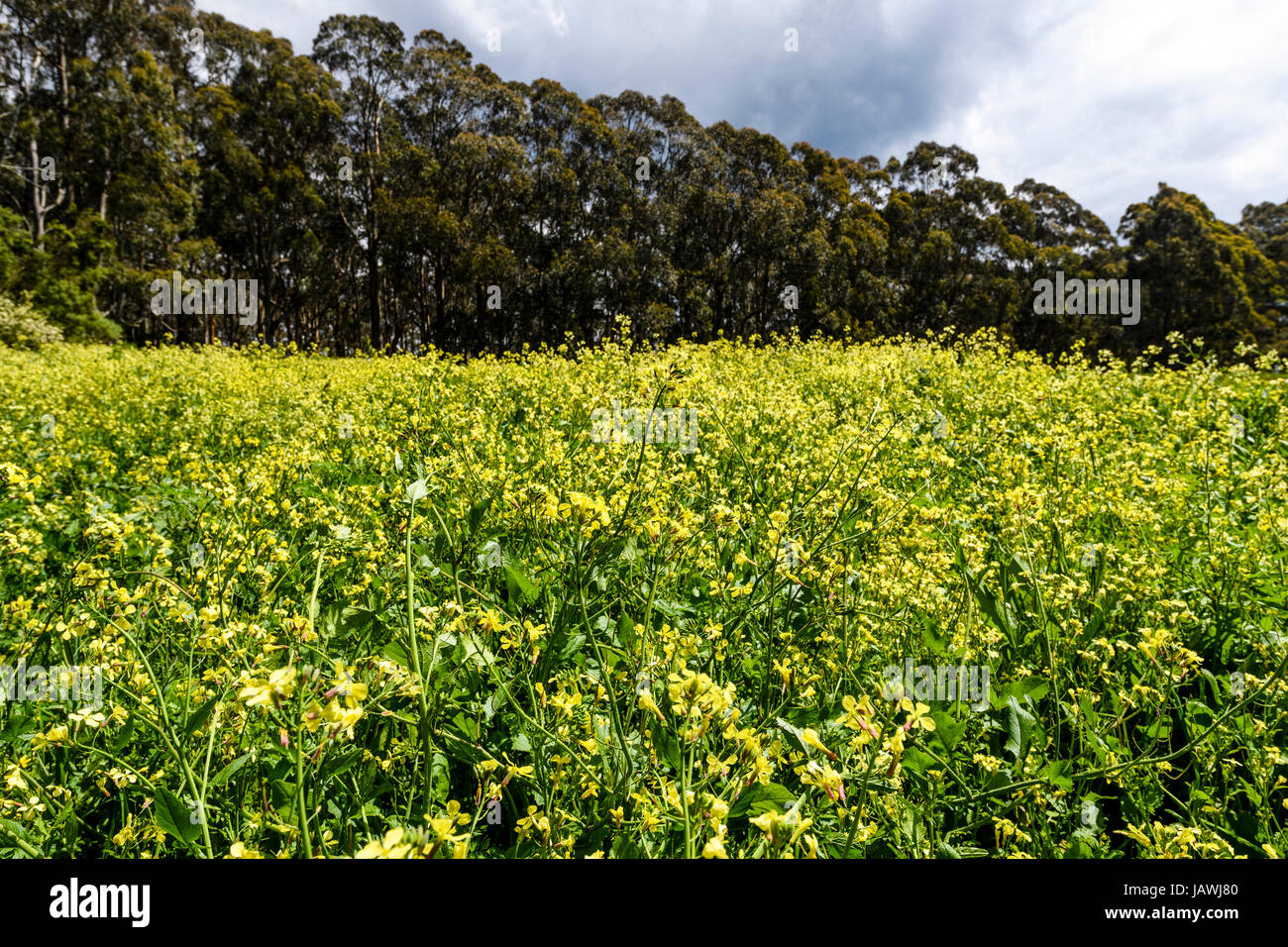 A field of yellow canola flowers on a farm in lush rolling hills Stock ...