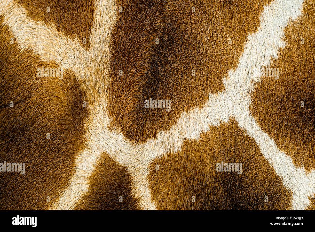 Safari animals pattern hi-res stock photography and images - Alamy