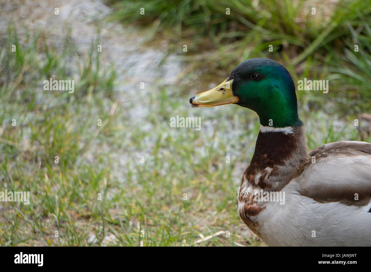 Close-up of drake Stock Photo - Alamy