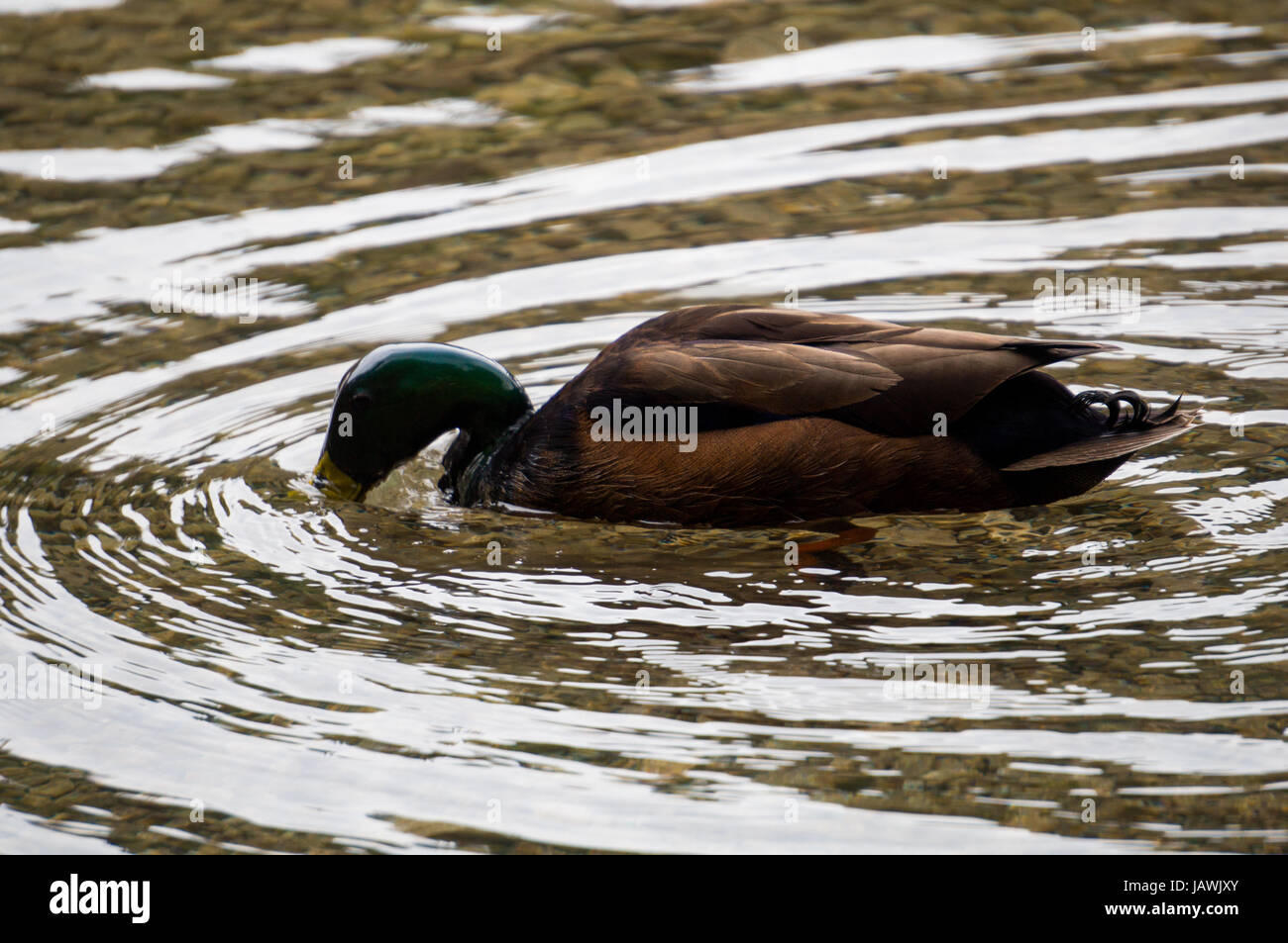 Duck with head covered by a film of water Stock Photo - Alamy