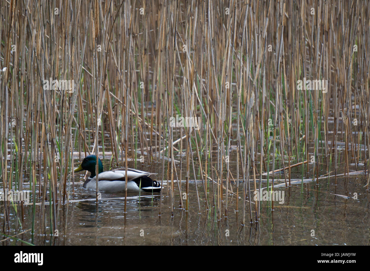 Duck hiding in the reeds Stock Photo - Alamy