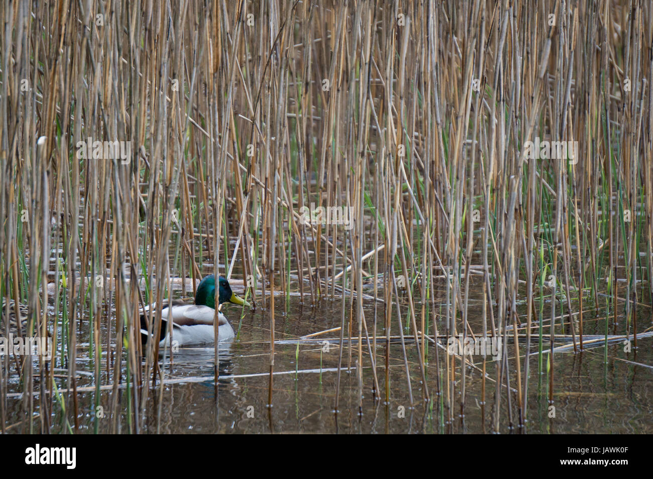 Duck hiding in the reeds Stock Photo - Alamy