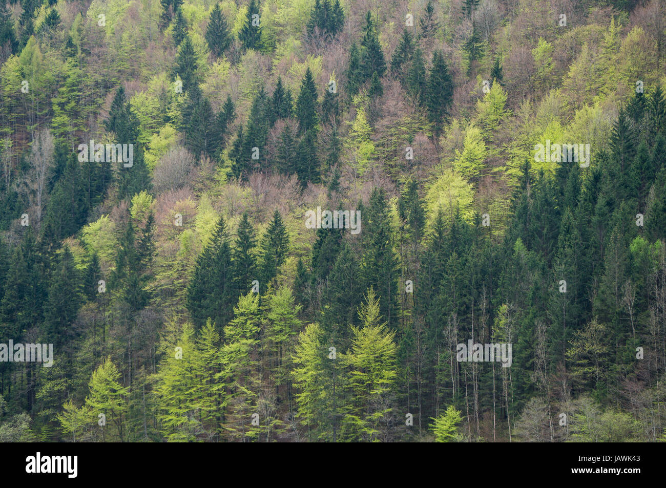Different shades of green in trees hi-res stock photography and images ...