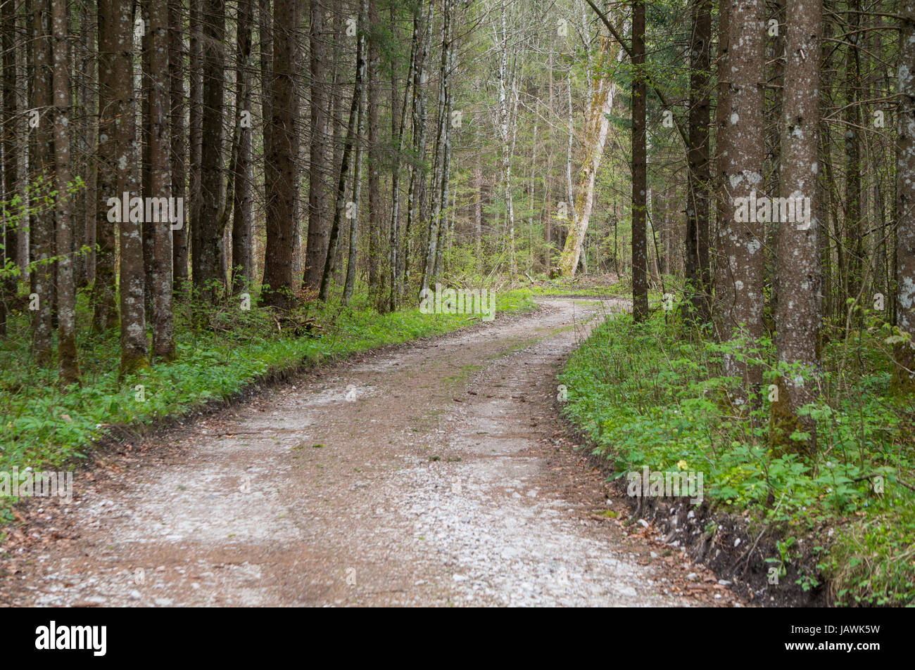 A broad path through a forest Stock Photo - Alamy