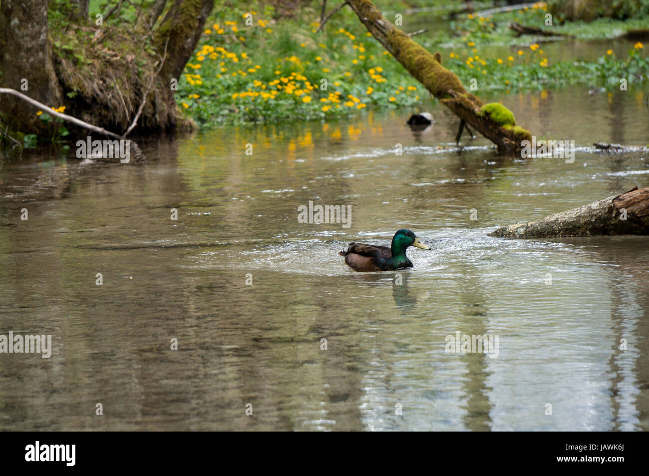A duck floating down a pretty little stream Stock Photo - Alamy