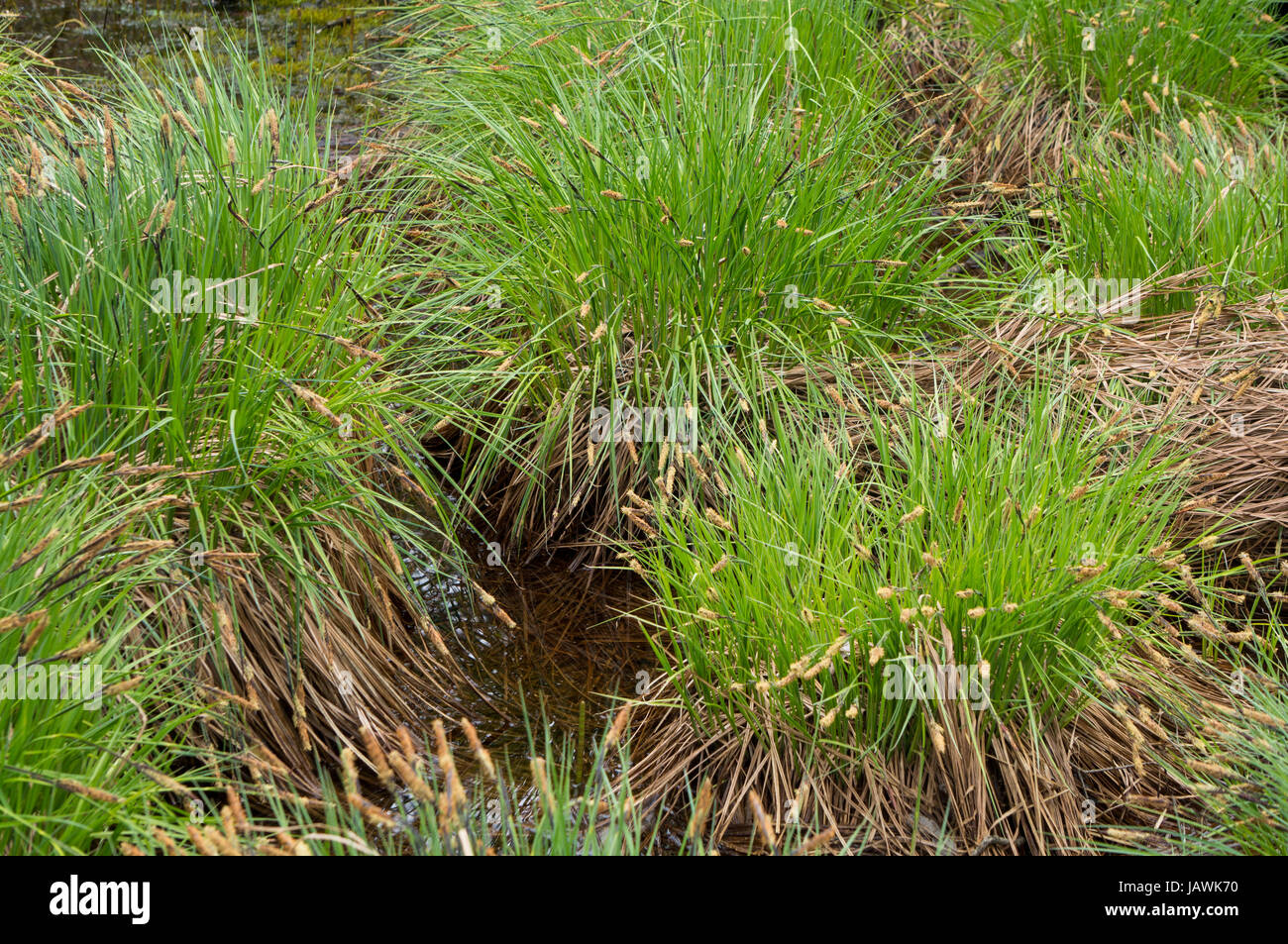 Tall marshland plants hi-res stock photography and images - Alamy