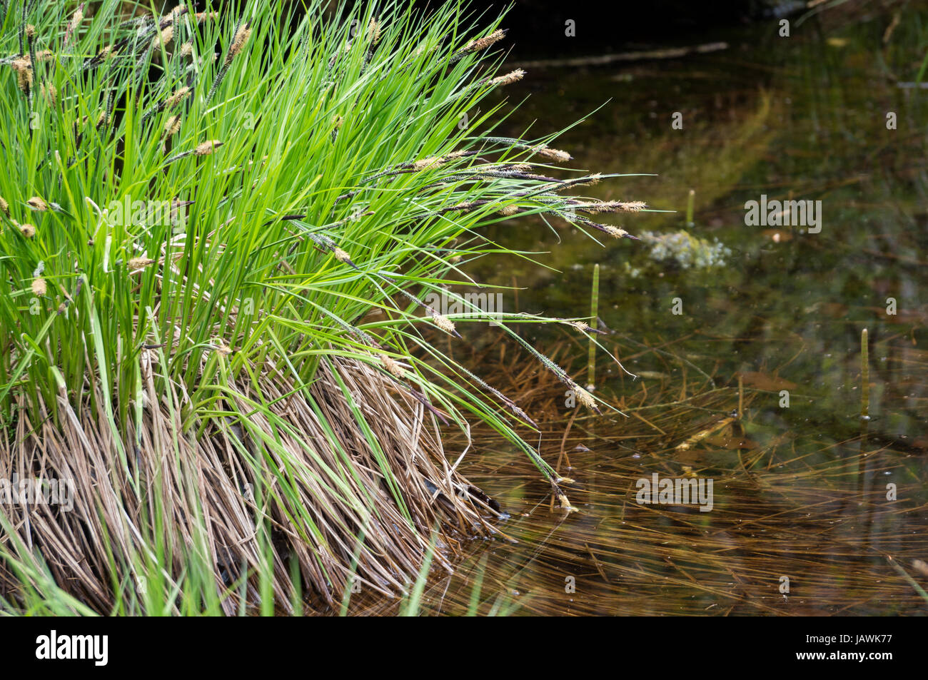 Grass bundles pond hi-res stock photography and images - Alamy