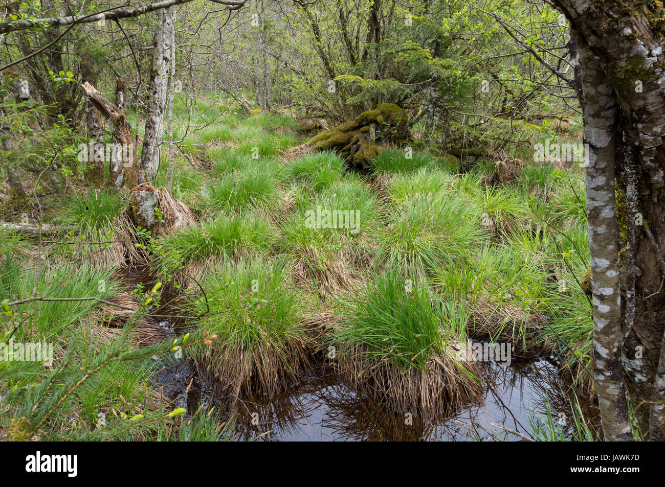 Swamp moss covered tree hi-res stock photography and images - Alamy