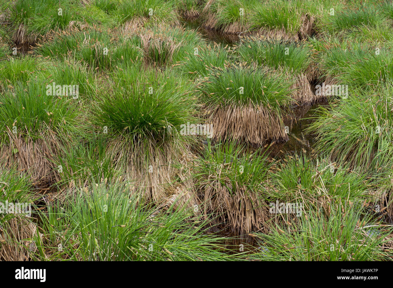 Swamp meadow creek hi-res stock photography and images - Alamy