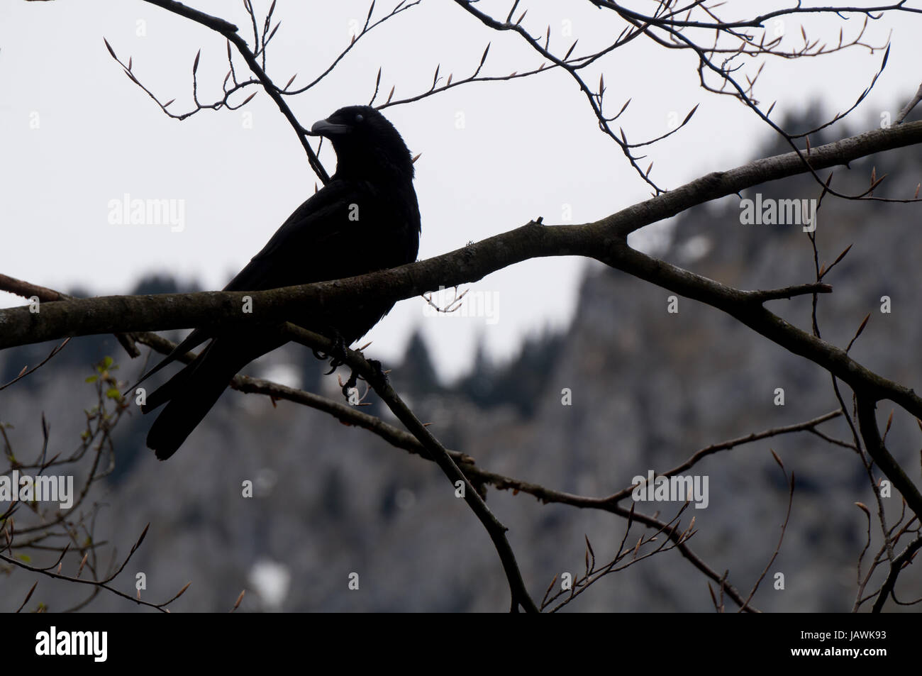Silhouette of bird sitting on a branch at dusk Stock Photo - Alamy