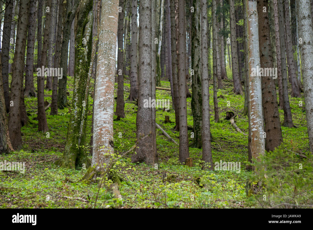 Trees and forest floor in the Alps Stock Photo - Alamy