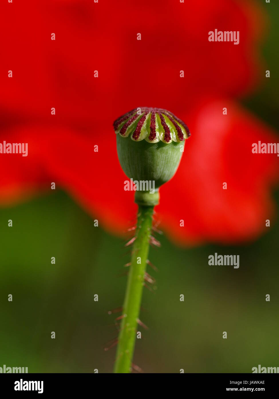 past and future of poppies Stock Photo - Alamy
