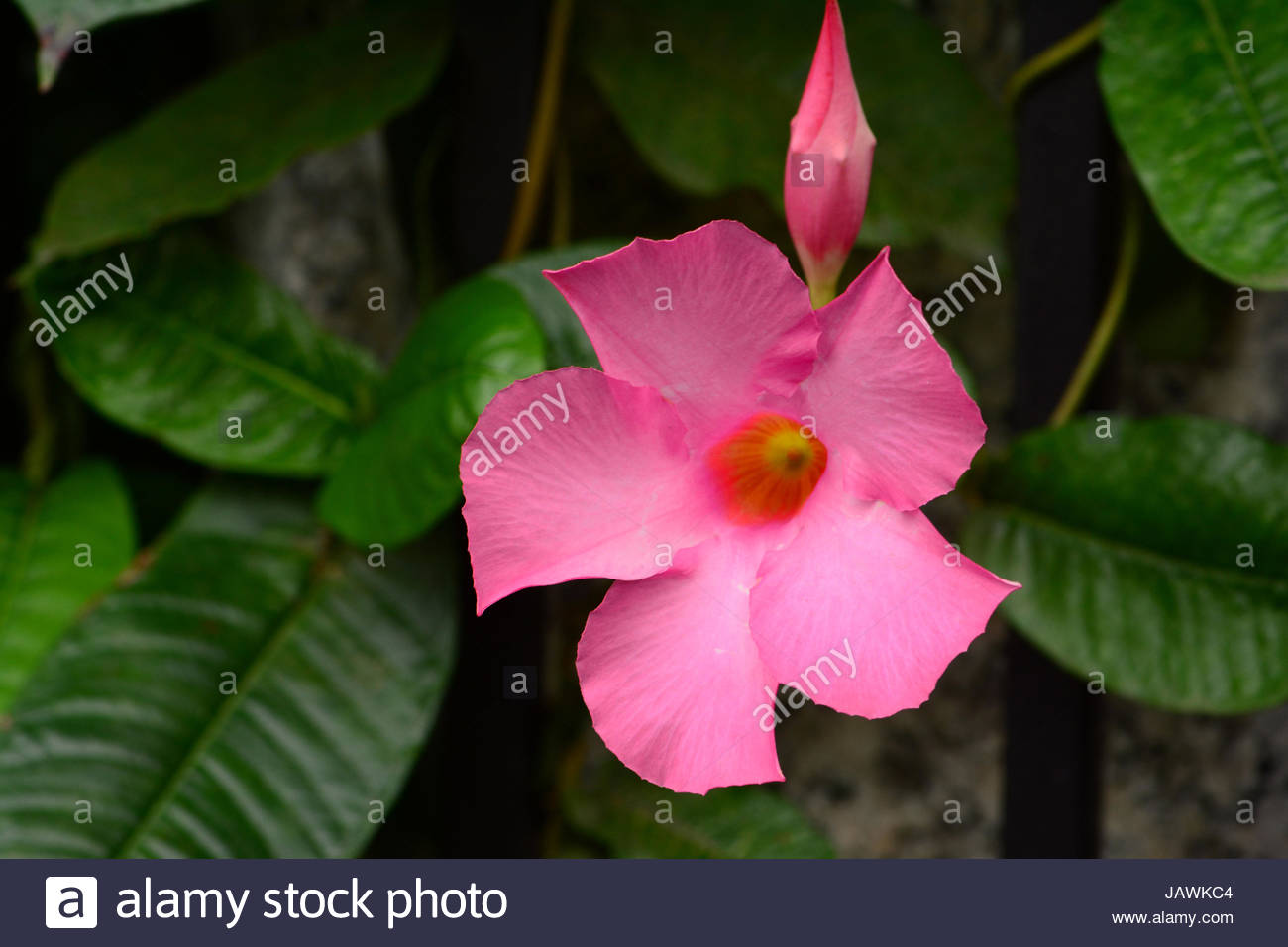 Mandevilla Stock Photos & Mandevilla Stock Images - Alamy