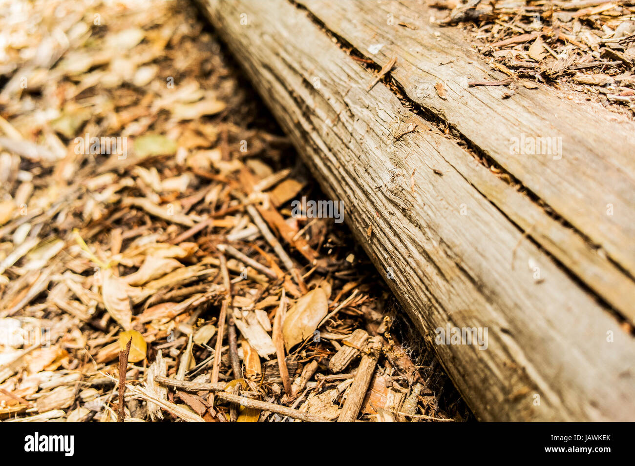 Deforestation — wood Log on mulch with copy space Stock Photo - Alamy