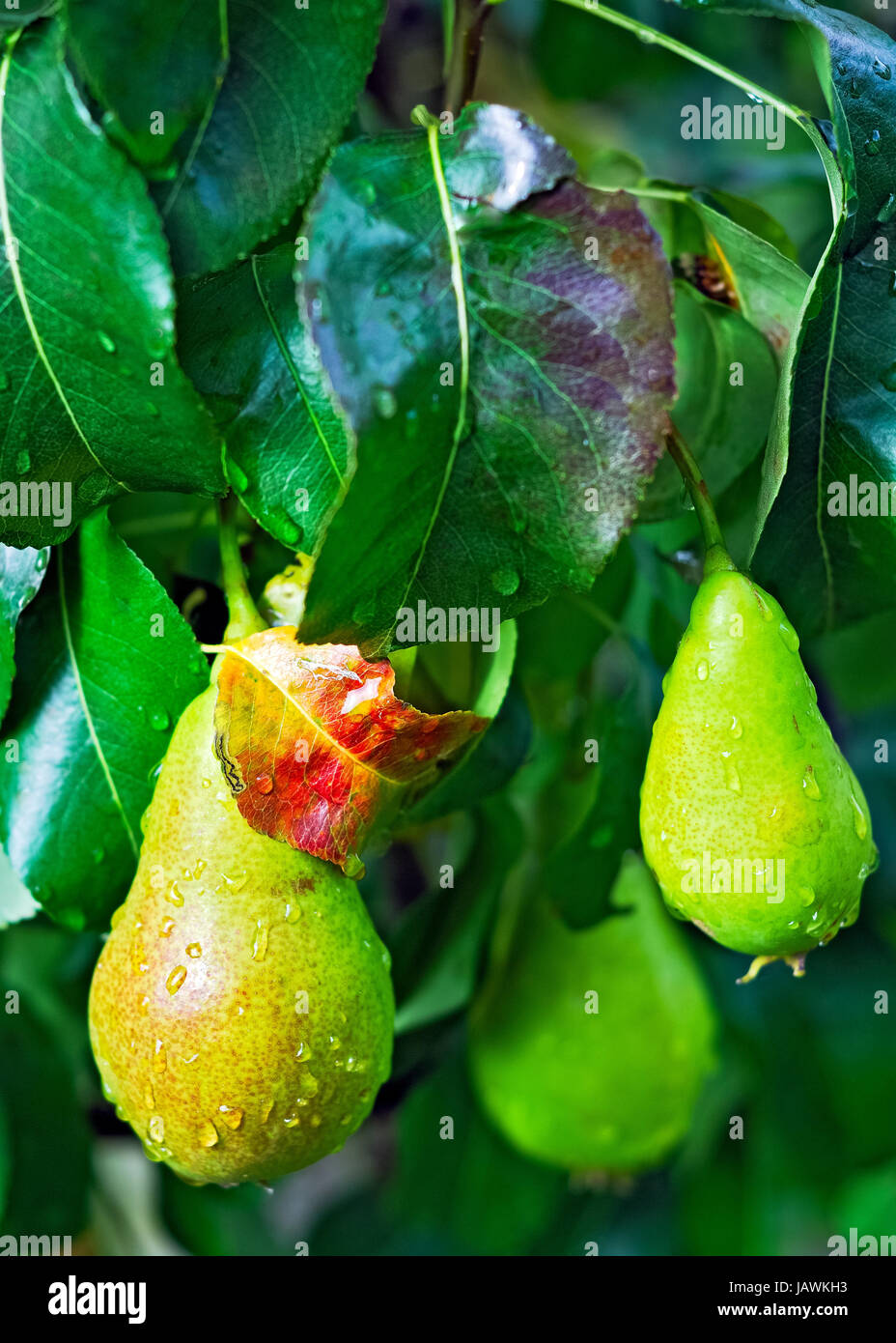 Pears on tree wet hi-res stock photography and images - Alamy