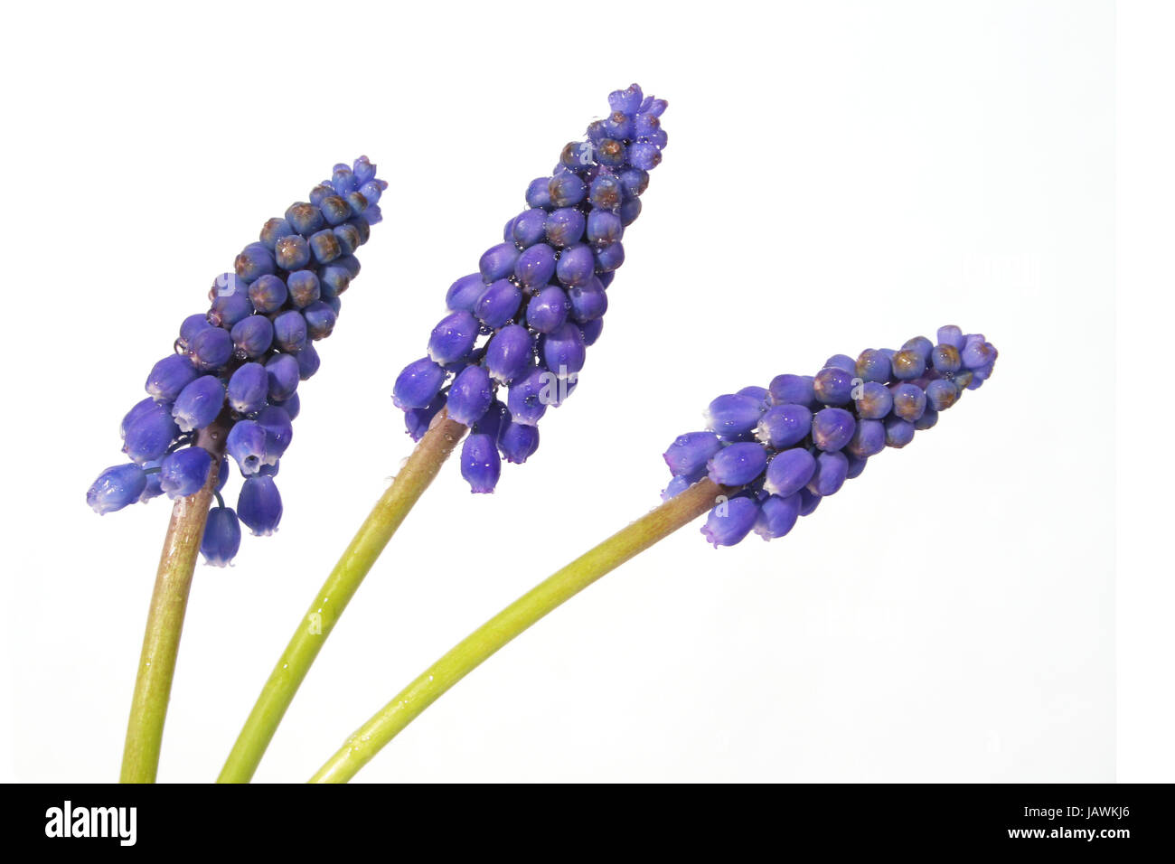 First blossom Cut Out Stock Images & Pictures - Alamy