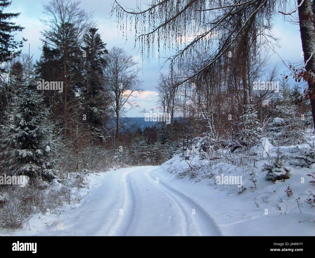 winter walk in the woods Stock Photo - Alamy